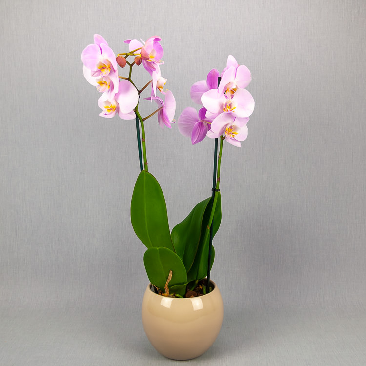 Orchidėja - Gėlių ir augalų pristatymas Vilniuje - Beatričės Gėlių Namai