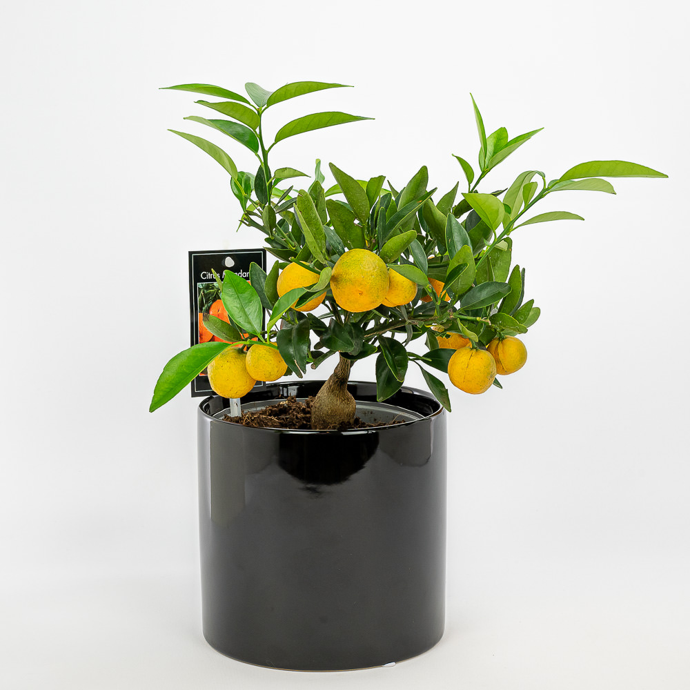 Mandarinmedis - Gėlių ir augalų pristatymas Vilniuje - Beatričės Gėlių ...