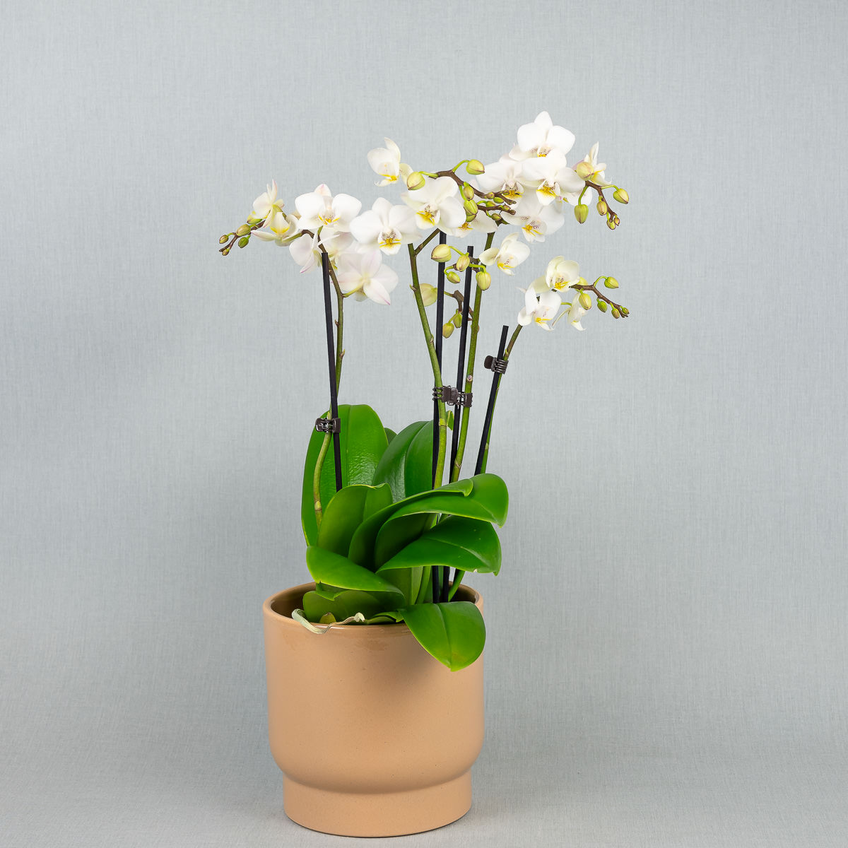 Smulkiažiedė orchidėja - Gėlių ir augalų pristatymas Vilniuje ...