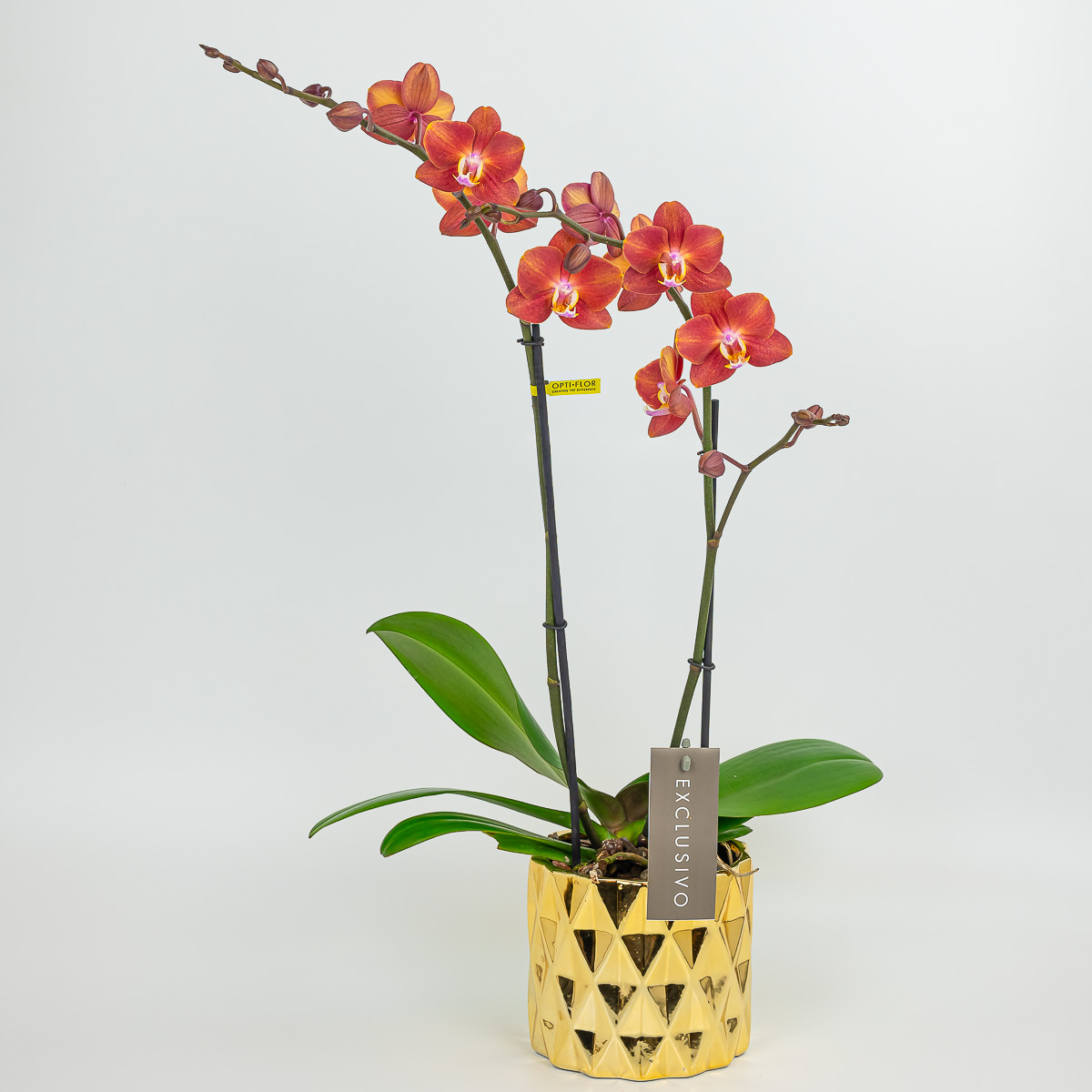 Orchidėja - Gėlių ir augalų pristatymas Vilniuje - Beatričės Gėlių Namai